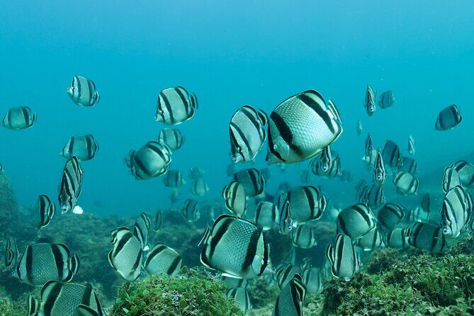 Snorkeling in Los Arcos and Bird watching - Pricing and Value