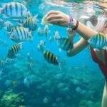 Snorkeling in Montego Bay with Transportation - The Tours Practical Details and Value