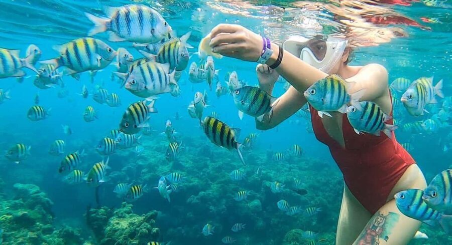 Snorkeling in Montego Bay with Transportation - The Tours Practical Details and Value