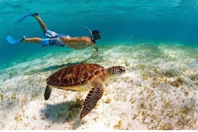 Snorkeling in Paradise - Videos Included - The Guides and How They Elevate the Experience