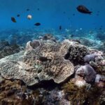 Snorkeling Nusa Penida Expedition 4 Point - What To Expect at Each Snorkeling Site