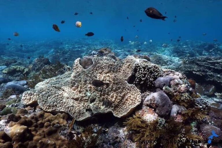 Snorkeling Nusa Penida Expedition 4 Point - What To Expect at Each Snorkeling Site