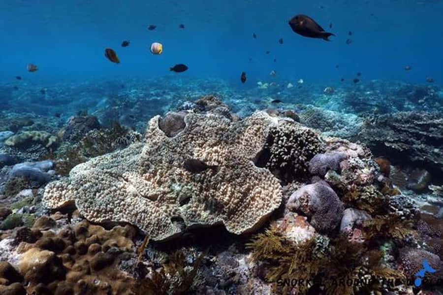 Snorkeling Nusa Penida Expedition 4 Point - What To Expect at Each Snorkeling Site