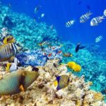 Snorkeling Private Tour in San Juan - Practical Tips and Considerations