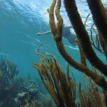 Snorkeling Tour (with Light Refreshments) - Why You’ll Love This Snorkeling Tour