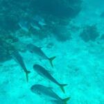 Snorkeling with Sea Scooters and Sea Adventure - Offshore - The Experience for Different Travelers