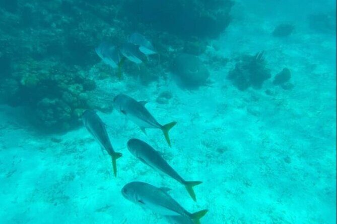 Snorkeling with Sea Scooters and Sea Adventure - Offshore - The Experience for Different Travelers