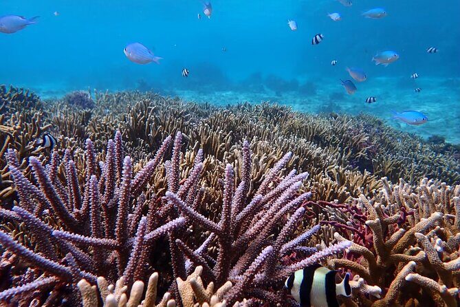 Snorkeling with Sea Turtle - The Marine Life Encounter: Swimming with Sea Turtles