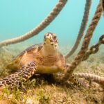 Snorkeling with Sea Turtles at St. Thomas - The Itinerary in Detail
