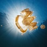 Snorkeling with Stingless Jelly Fish, Indonesia Banggai - Mbuang-Mbuang Island’s Beaches and Marine Life