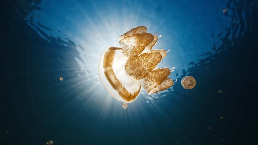 Snorkeling with Stingless Jelly Fish, Indonesia Banggai - Mbuang-Mbuang Island’s Beaches and Marine Life