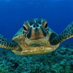 Snorkeling with Turtles in Mirissa - The Sum Up: Is This Tour Right for You?