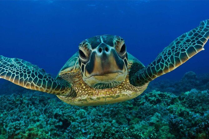 Snorkeling with Turtles in Mirissa - The Sum Up: Is This Tour Right for You?