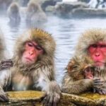 Snow Monkey Park and Zenko ji Temple Private Day Tour - The Itinerary: What to Expect