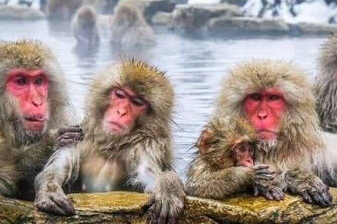 Snow Monkey Park and Zenko ji Temple Private Day Tour - The Itinerary: What to Expect