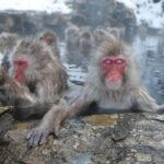 Snow Monkey Park Private Tour from Tokyo with licensed guide - From Nagano Station to Snow Monkey Habitat