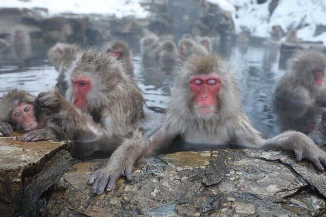 Snow Monkey Park Private Tour from Tokyo with licensed guide - From Nagano Station to Snow Monkey Habitat