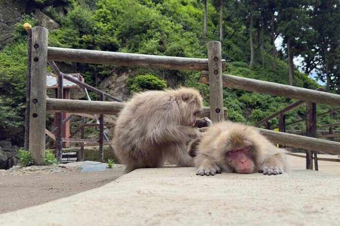 Snow Monkey Park, Soba Lunch and Shibu Onsen Tour - Practical Considerations