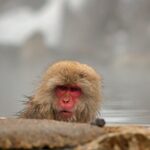 Snow Monkey Park & Zenkoji Private Tour (Customizable) - The Sum Up