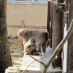 Snow Monkey & Shibu Onsen Private Tour (Nagano, Myoko, Madarao) - What’s Included (and what’s not)