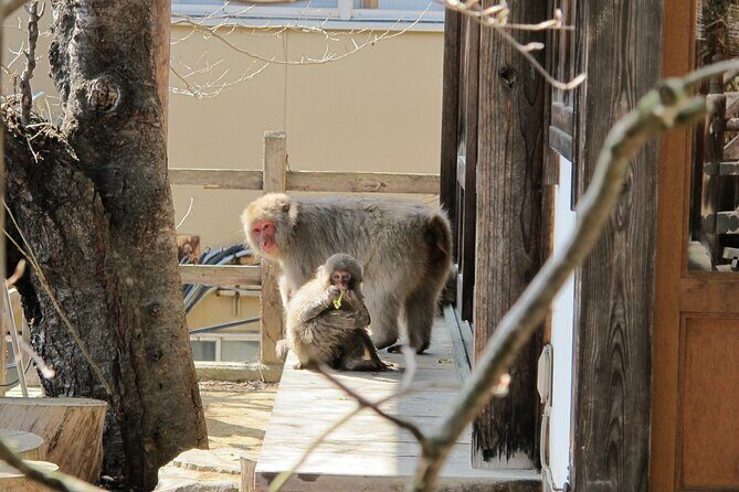 Snow Monkey & Shibu Onsen Private Tour (Nagano, Myoko, Madarao) - What’s Included (and what’s not)