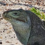 Snuba Adventure at Emerald Reef - Who Will Love This Tour?