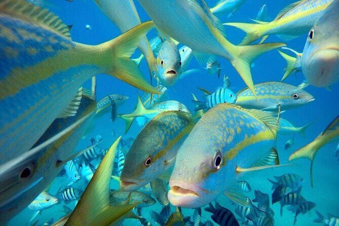 Sosua beach excursion with snorkeling included to Sosua Bay - The Value of This Tour