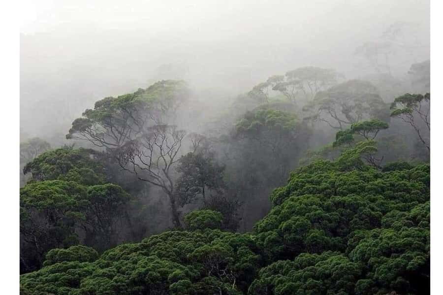 South Coast: Sinharaja Rainforest Walk and Waterfall - FAQ