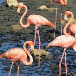 South island tour and Snorkel combo - What Makes This Tour Stand Out?