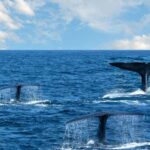 Southern Seas Discovery: Galle to Whale Watching Mirissa - The Itinerary Breakdown