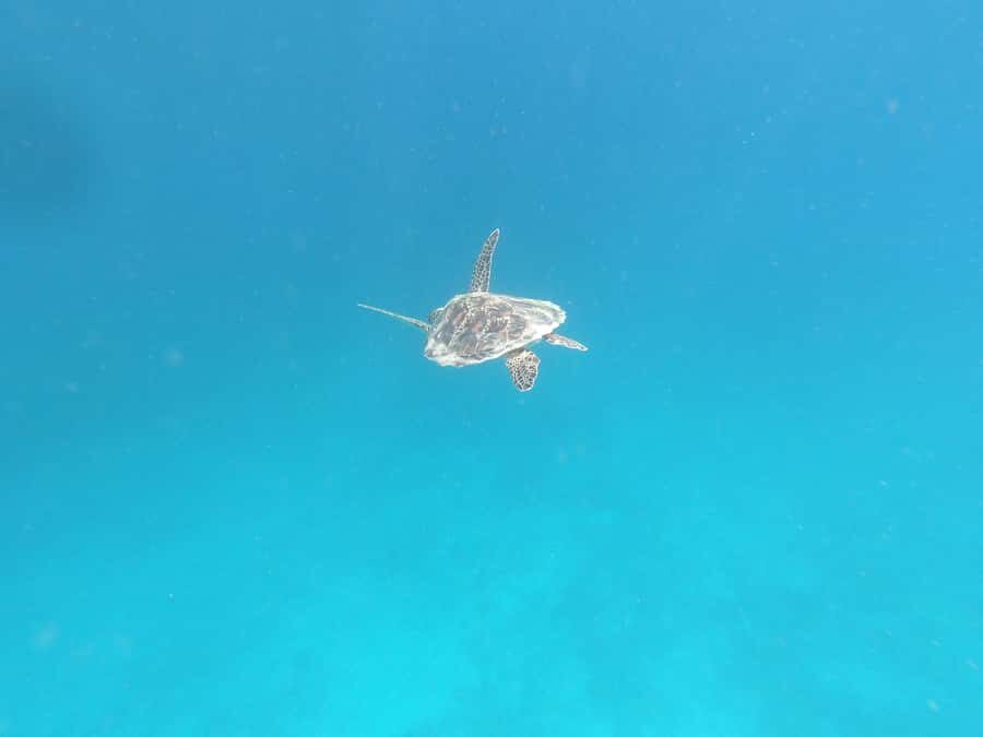 SouthWest Secret Gili,Gili Layar,Gili Gede&Gili Rengit - What’s Included and What’s Not?