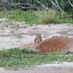 Spanish Lagoon Mangrove Trail & Bird Watching - Practical Details and Value