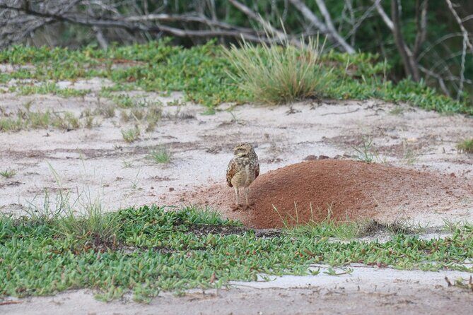 Spanish Lagoon Mangrove Trail & Bird Watching - Practical Details and Value