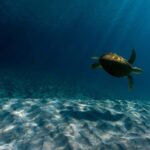 Spanish Wells, Harbour Island, Eleuthera: Private Charters - What Makes This Tour Stand Out?