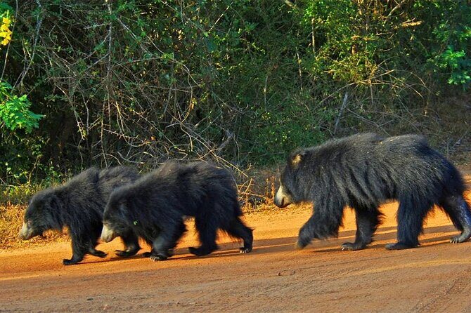Special Full Day Safari Yala National Park - 04:30 AM to 06:00 PM - The Journey Through Yala’s Diverse Landscapes