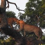 Special leopard safari with breakfast - Janaka safari - Why Choose Janaka Safari?