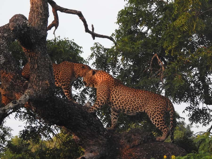 Special leopard safari with breakfast - Janaka safari - Why Choose Janaka Safari?