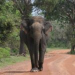 Special Leopards safari - Yala National park - 04.30 am to 11.30 am - Practical Details to Consider