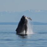 Spring Bears and Whales Tour in Campbell River - How Valuable Is the Experience?