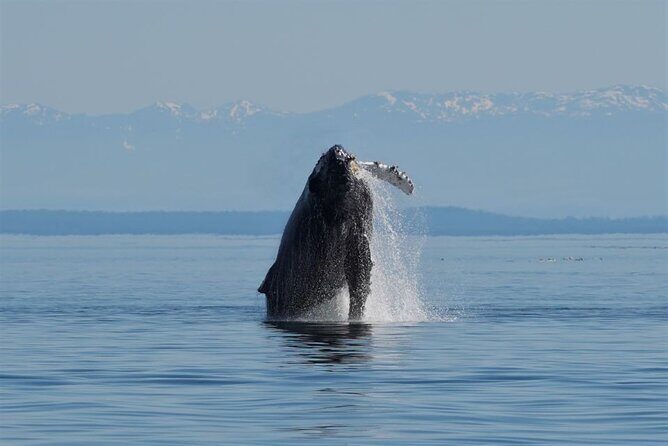 Spring Bears and Whales Tour in Campbell River - How Valuable Is the Experience?