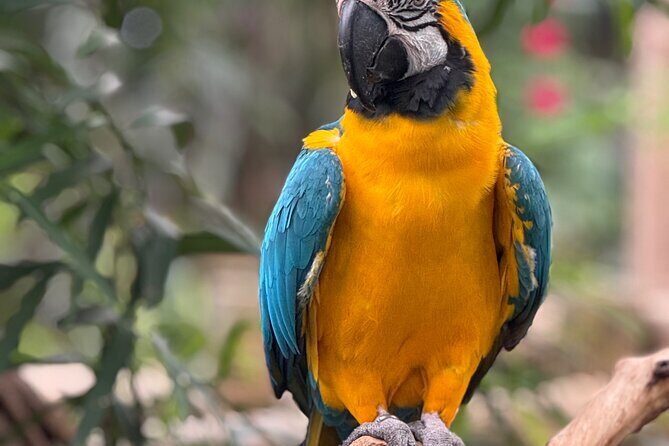 Spring Cherry Blossom Tour Victoria YYJ Airport Pickup - What Does the Price Cover?