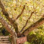 Spring Flower Festival and Seosan Gaesimsa and Munsusa Tour - What Travelers Are Saying