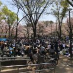 Spring in Kichijoji Discover Cherry Blossoms at Inokashira Park - Practical Details and Value