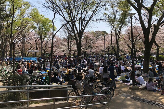 Spring in Kichijoji Discover Cherry Blossoms at Inokashira Park - Practical Details and Value