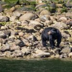 Squamish: Howe Sound Boat Tour with Wildlife Spotting - The Value of This Tour