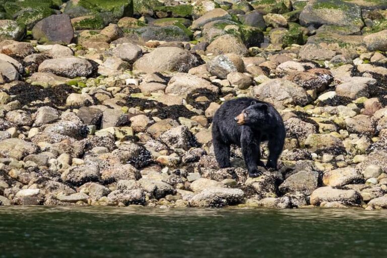 Squamish: Howe Sound Boat Tour with Wildlife Spotting - The Value of This Tour