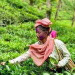 Sreemangal Tea Tour Experience Nature and Culture in a Local way - The Value of This Tour