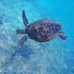 Sri Lanka: 3-Days private South Coast Tour with hotel - The Practicalities & Value