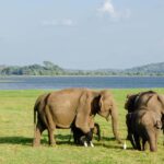 Sri Lanka: 7-Day Wildlife Safari and Eco Tour with Hotels - A Deep Dive Into the 7-Day Itinerary
