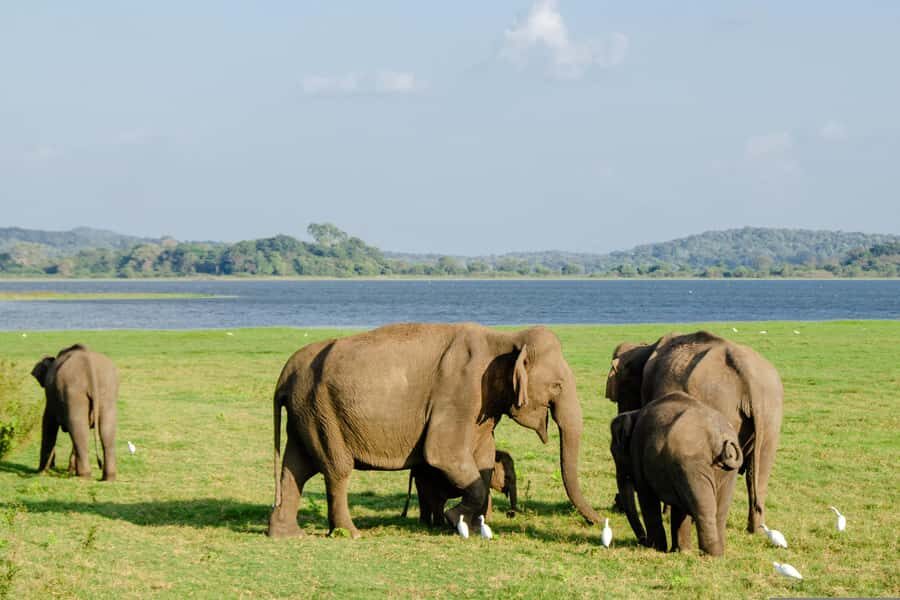 Sri Lanka: 7-Day Wildlife Safari and Eco Tour with Hotels - A Deep Dive Into the 7-Day Itinerary